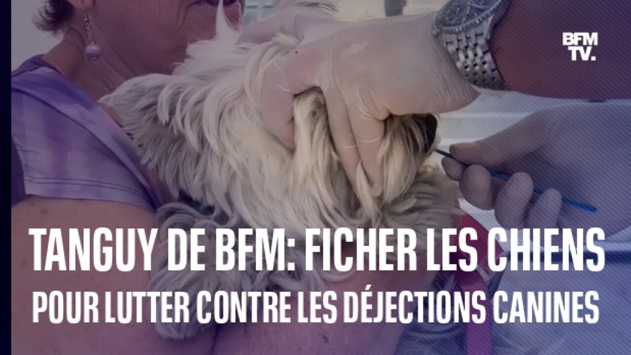 TANGUY DE BFM - À Béziers, les chiens sont fichés pour lutter contre les déjections canines dans ...