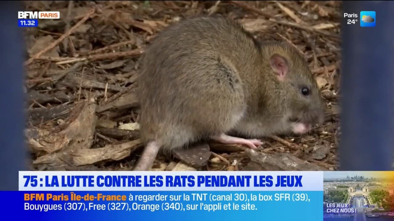 Paris: la lutte contre les rats continue pendant les JO