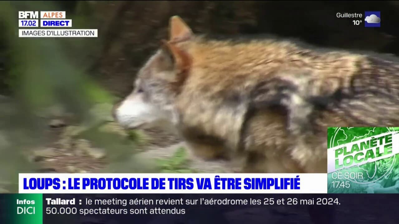 Alpes du Sud: le protocole de tirs contre les loups menaçant les ...