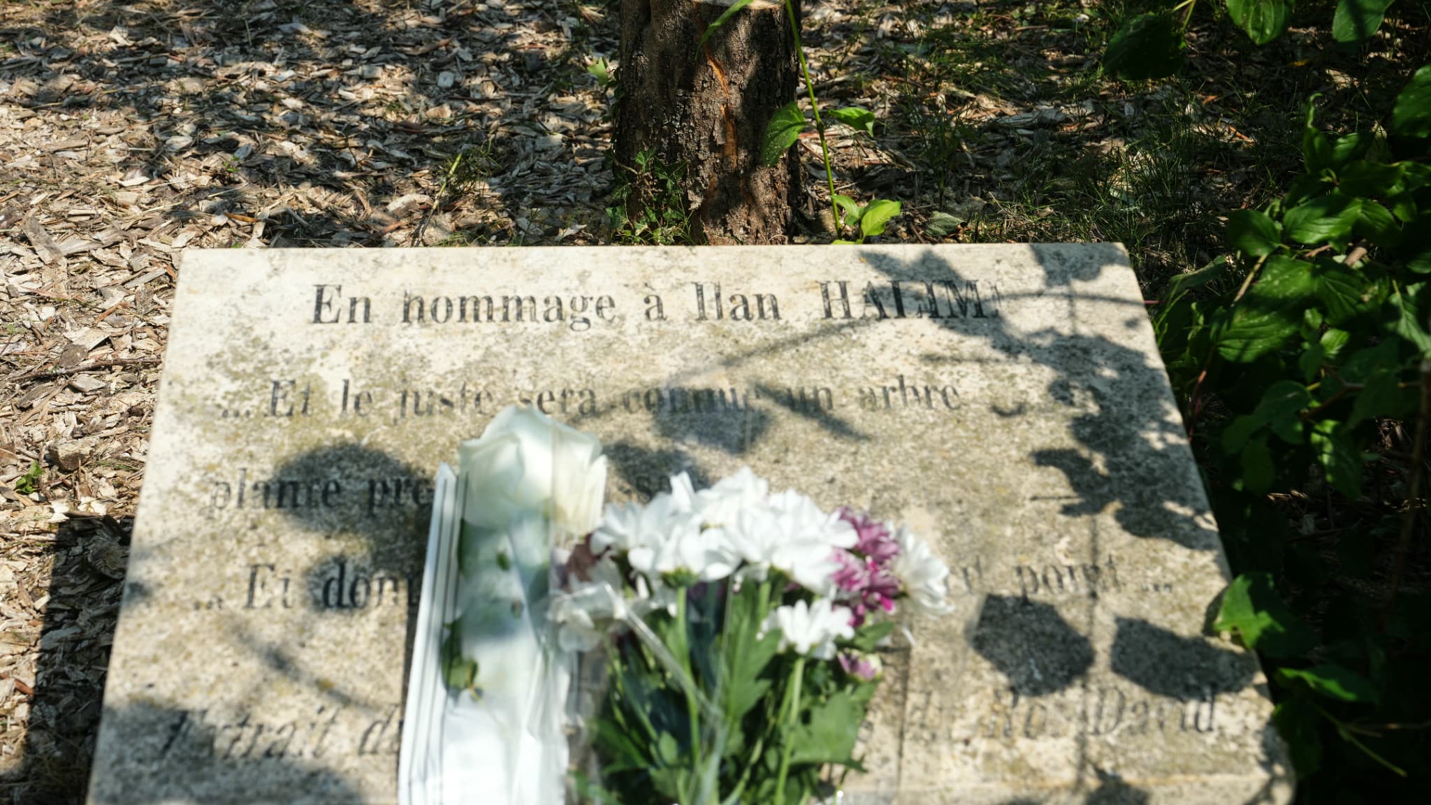 Arbre pour Ilan Halimi abattu: la communauté juive dénonce un "affront ...