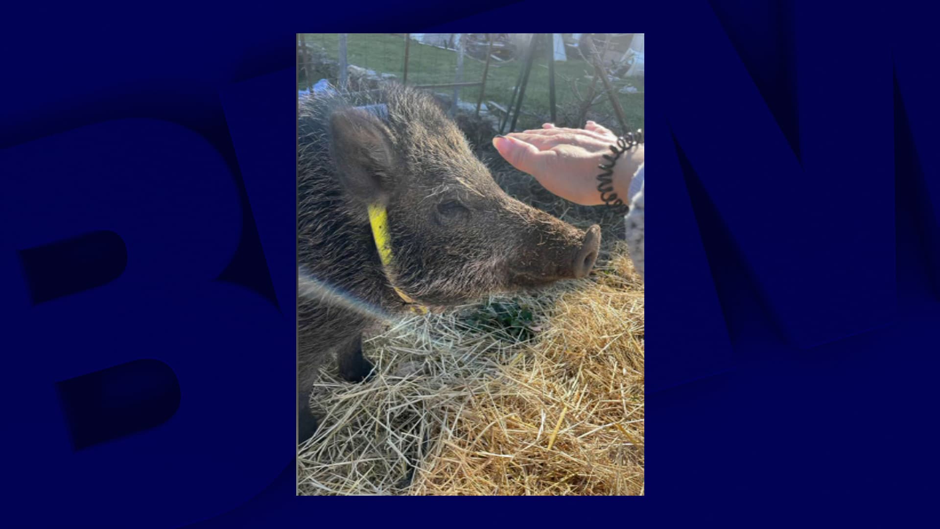 Montauroux: la plainte classée sans suite après la mort de Pumba, le ...