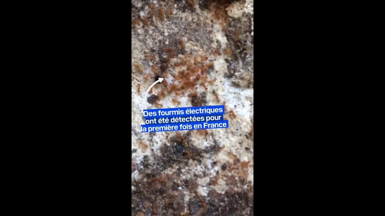 La fourmi électrique, une espèce invasive détectée pour la première ...
