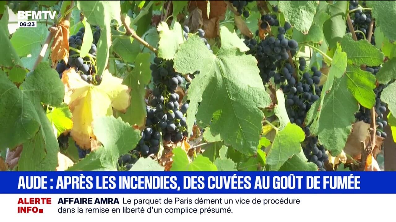 Aude: après les incendies, certaines vignes ne seront pas récoltées ...