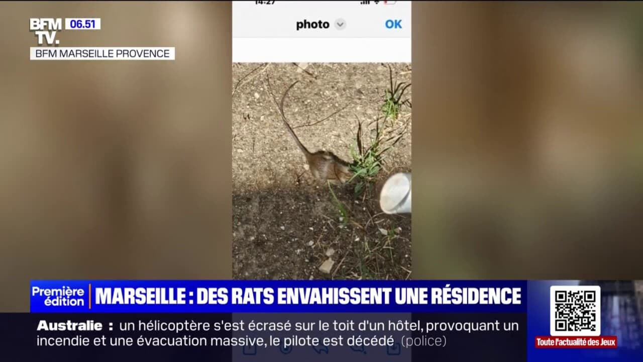 "C'est devenu invivable": des rats envahissent une résidence du 12e ...