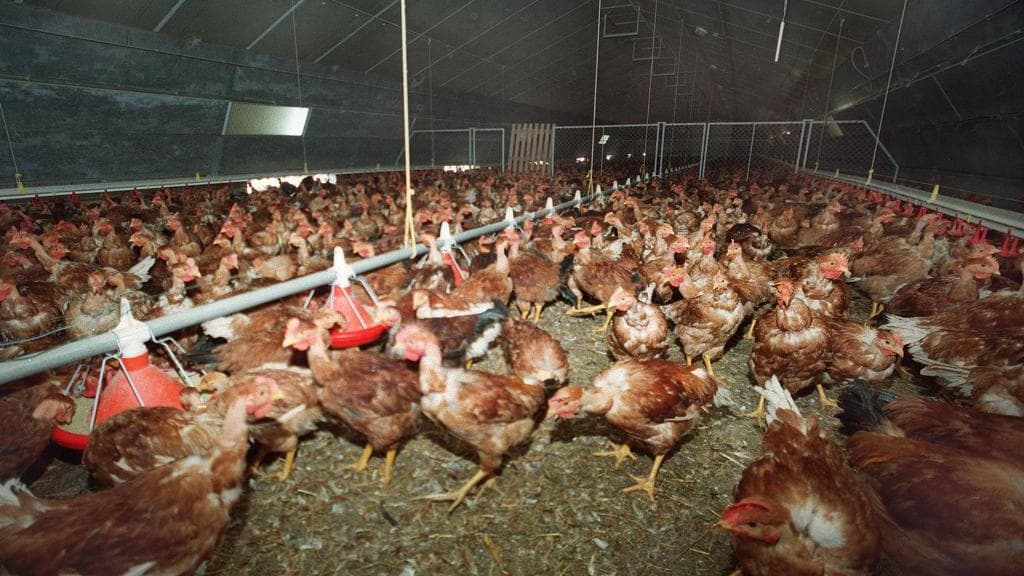 La renaissance de Doux