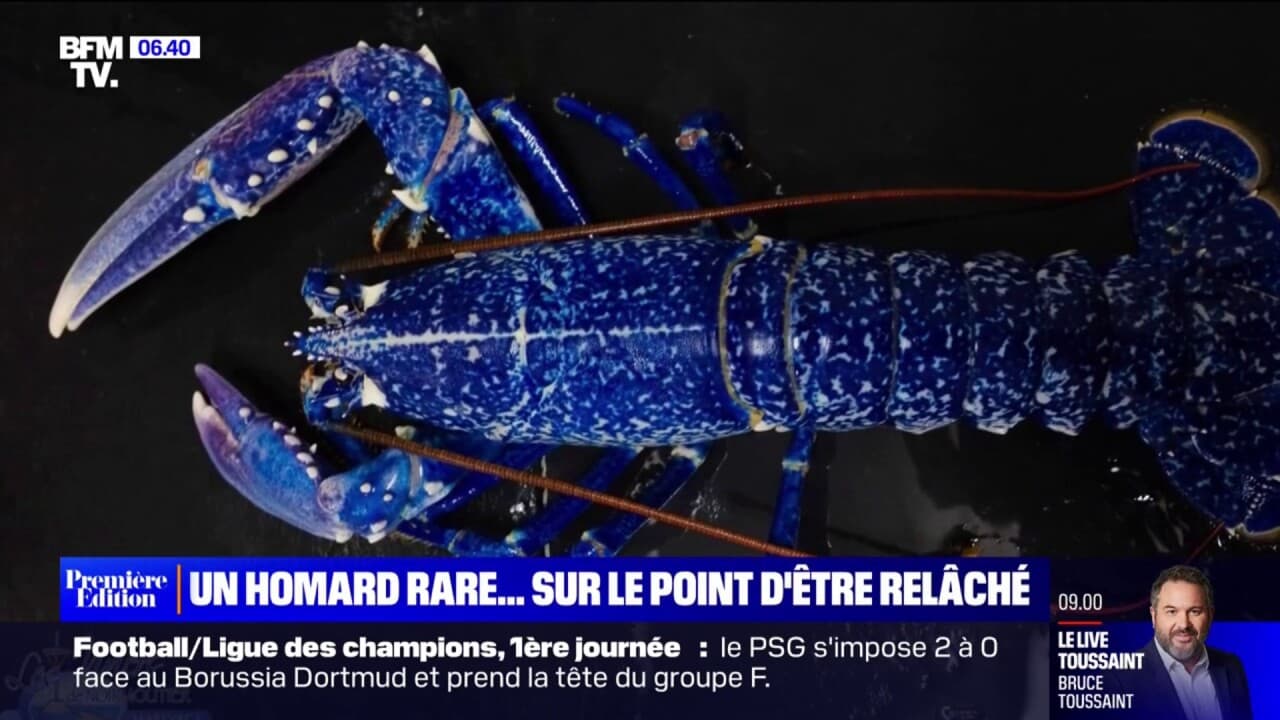 Un homard bleu extrêmement rare pêché au large de la Vendée avant d ...