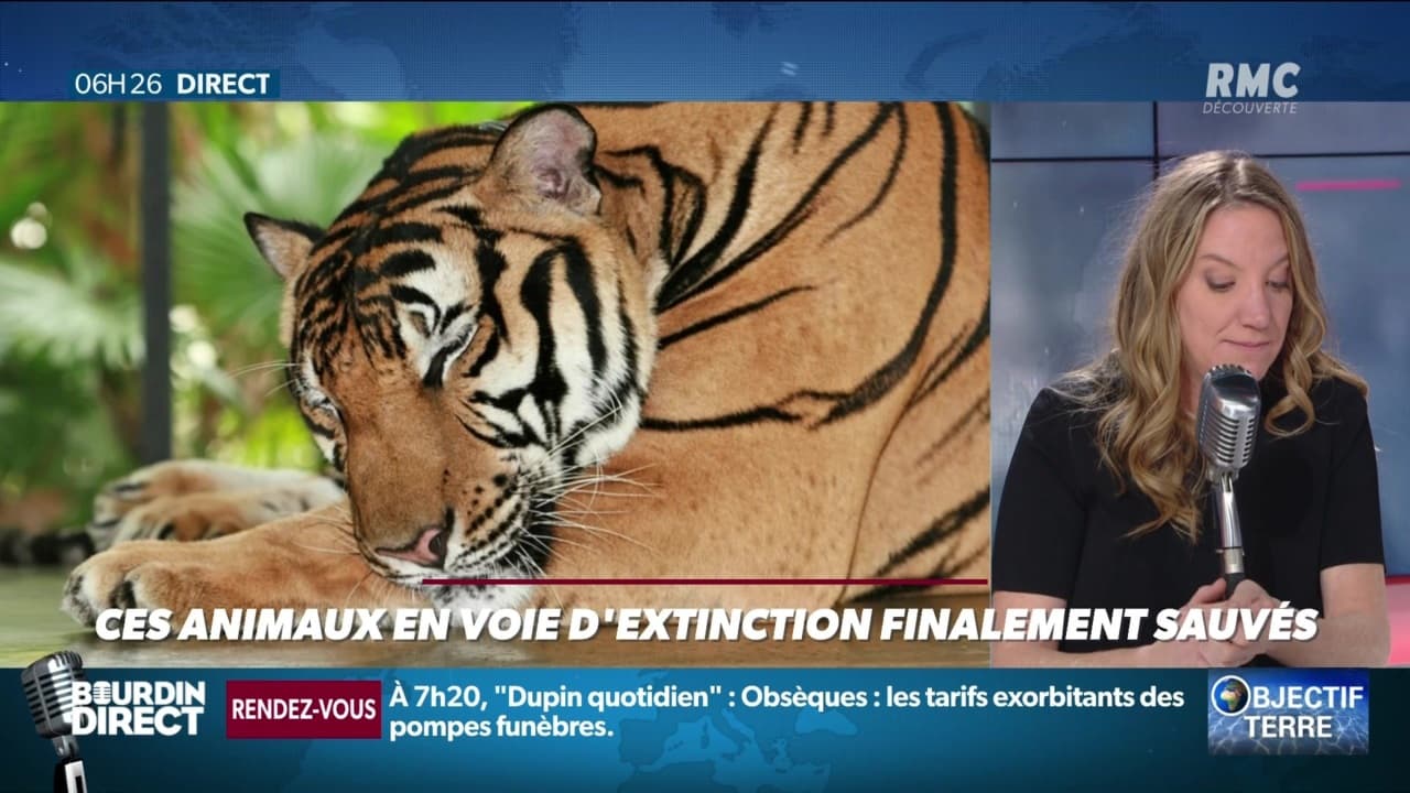 Objectif Terre : Ces animaux en voie d'extinction finalement sauvés - 30/10