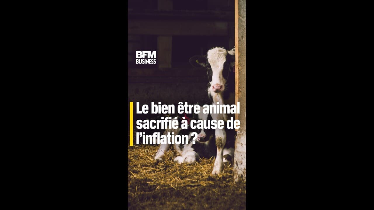Le bien-être animal sacrifié à cause de l'inflation