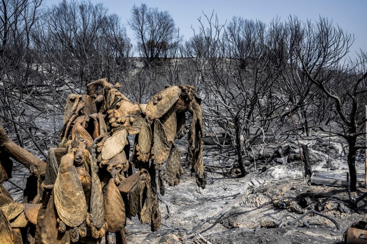 Grèce: les images des ravages des incendies encore en cours sur l'île ...