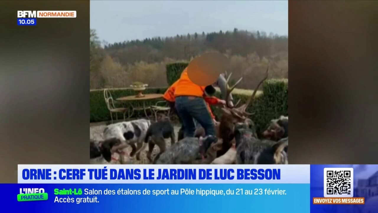 Orne: des chasseurs tuent un cerf sur la propriété de Luc Besson