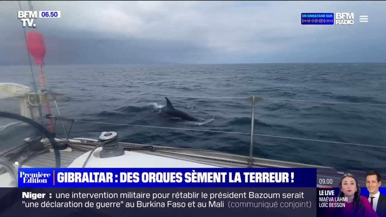 Comment expliquer les attaques des orques contre des bateaux sur le ...