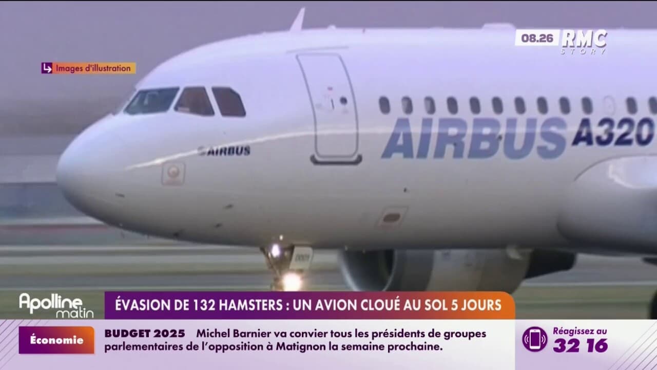 Évasion de 132 hamsters: un avion cloué au sol pendant 5 jours