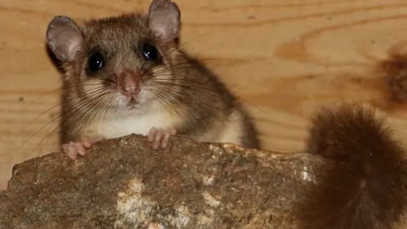 Loir gris, hermine, muscardin... une espèce de mammifère sur cinq ...