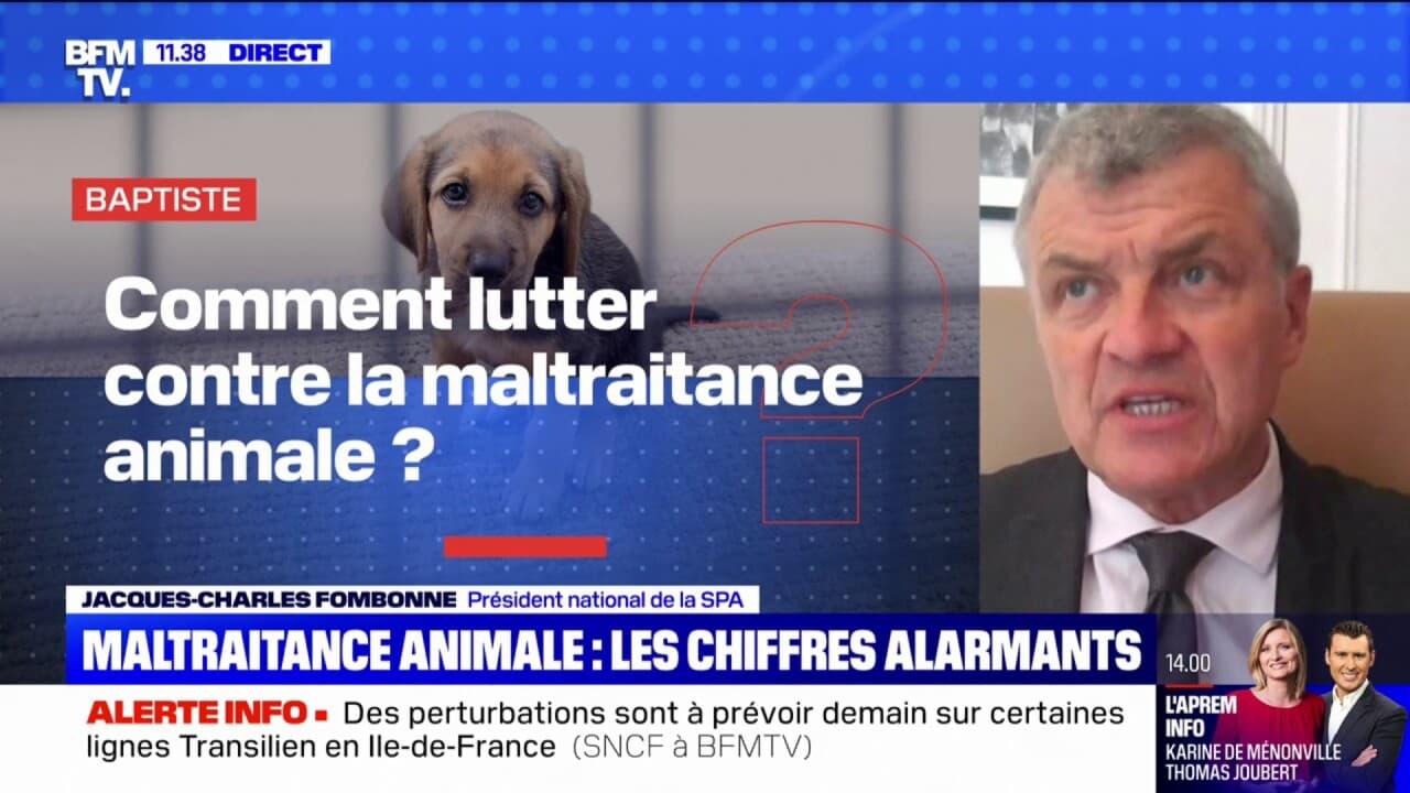 Comment lutter contre la maltraitance animale? BFMTV répond à vos questions