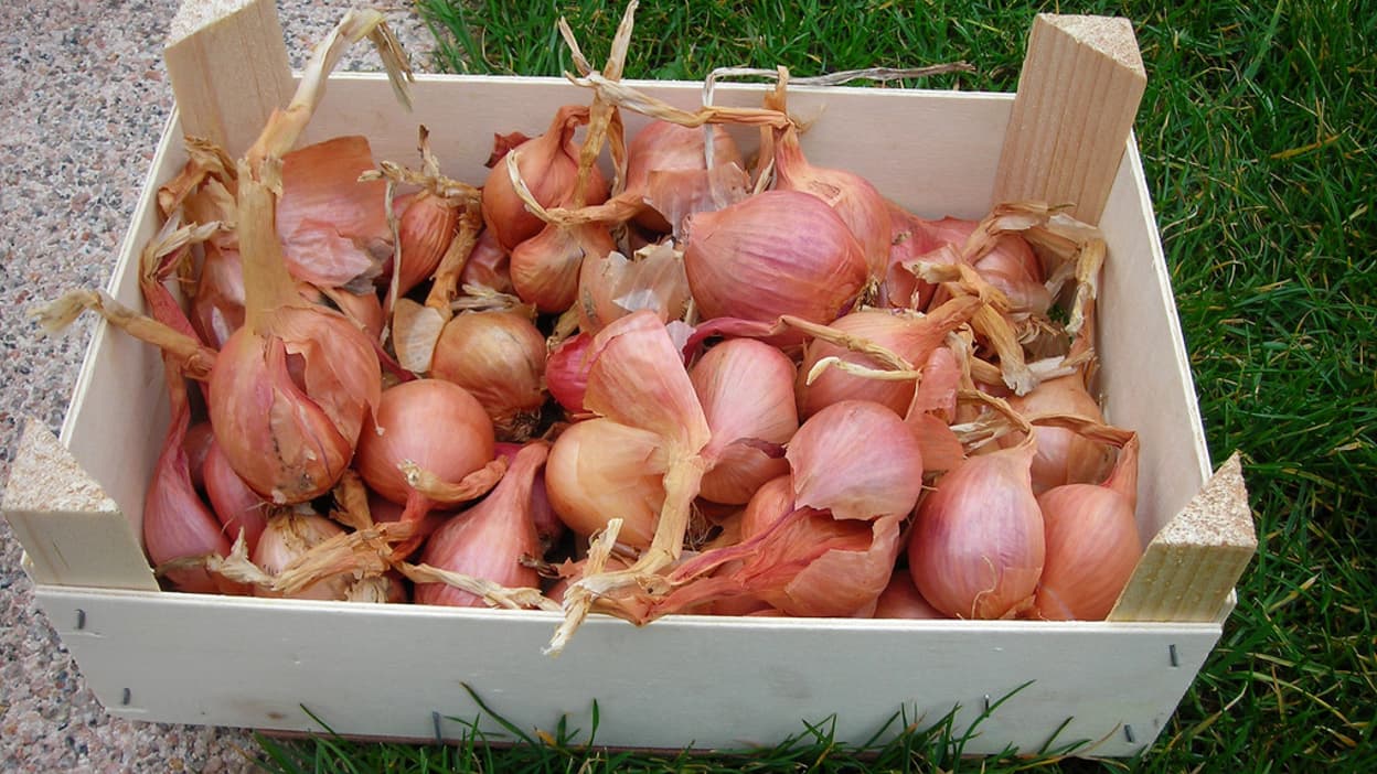 Course à l'échalote sur l'oignon entre la France et les Pays-Bas