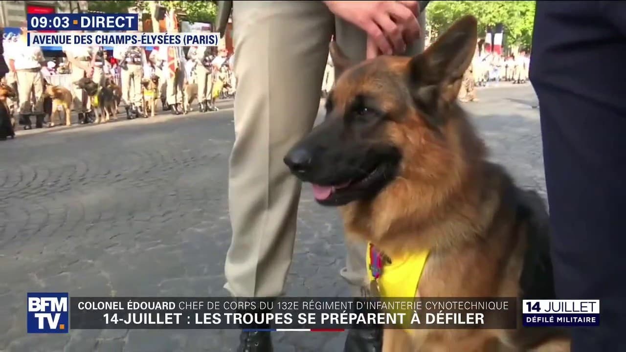 14-Juillet: 80 chiens du régiment cynotechnique vont défiler sur les ...