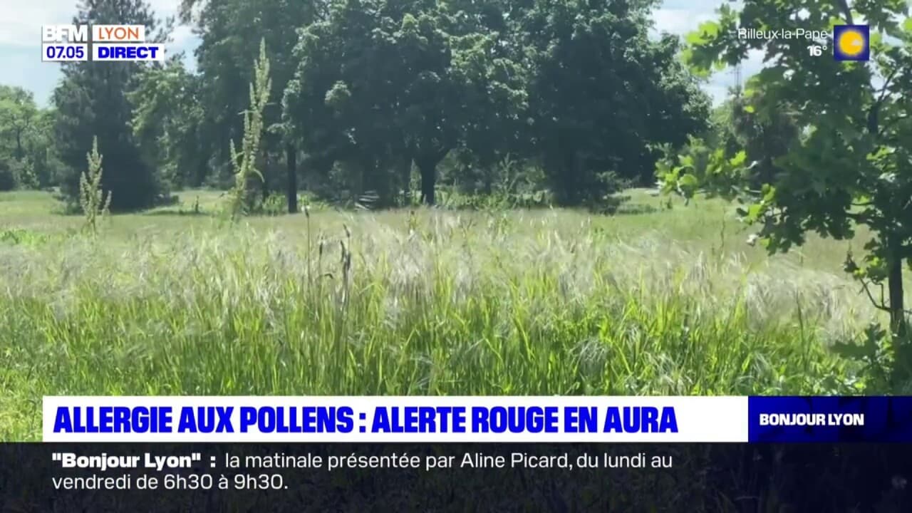 Nez qui gratte, yeux qui piquent: le Rhône en alerte rouge pour les ...