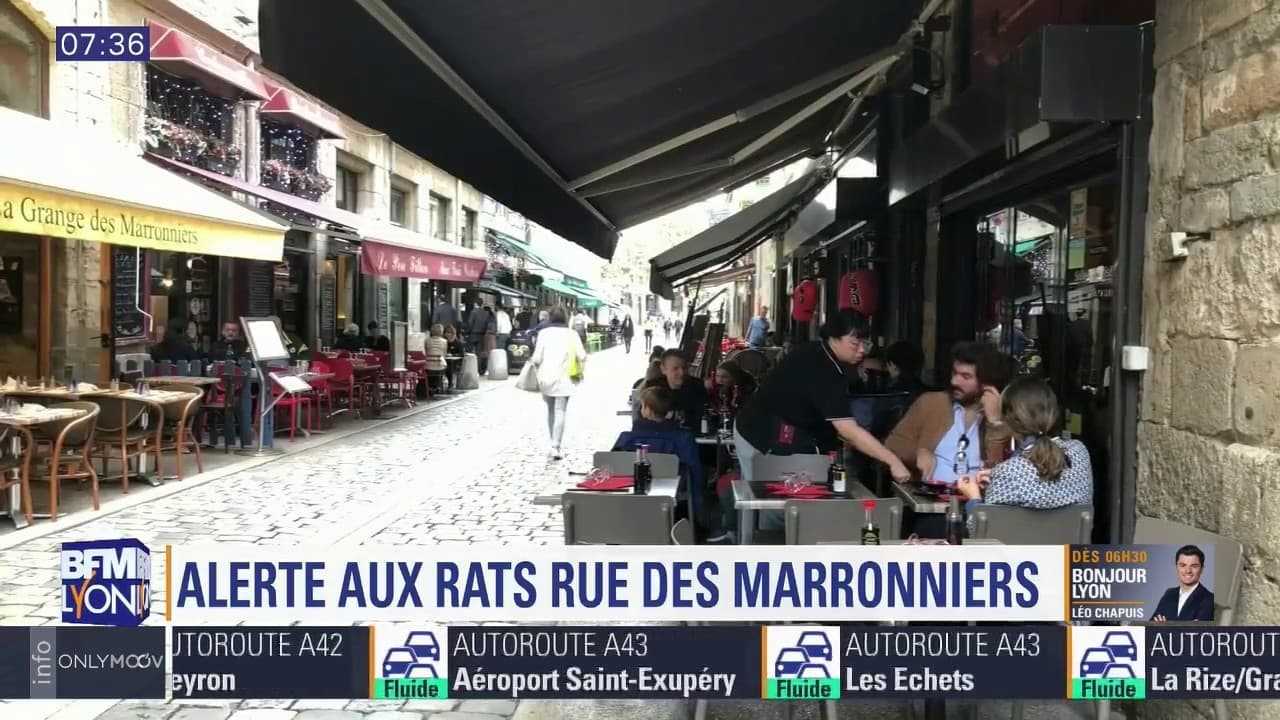 Alerte aux rats rue des Marronniers à Lyon: les habitants lancent une ...