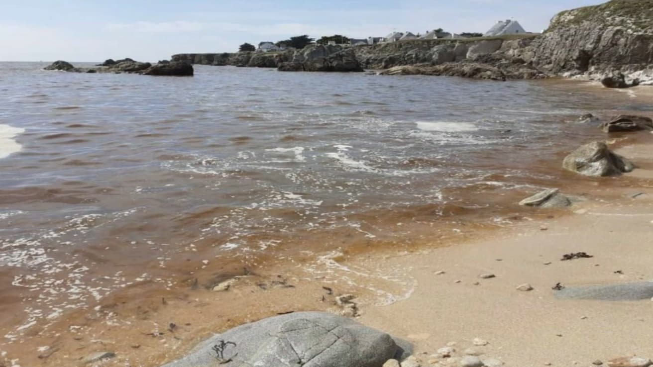 Loire-Atlantique: l'océan vire au rouge à cause d'une algue inoffensive ...