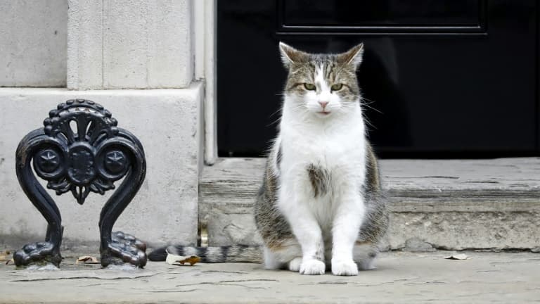 Il a connu six Premiers ministres: Larry, le chat de Downing Street ...