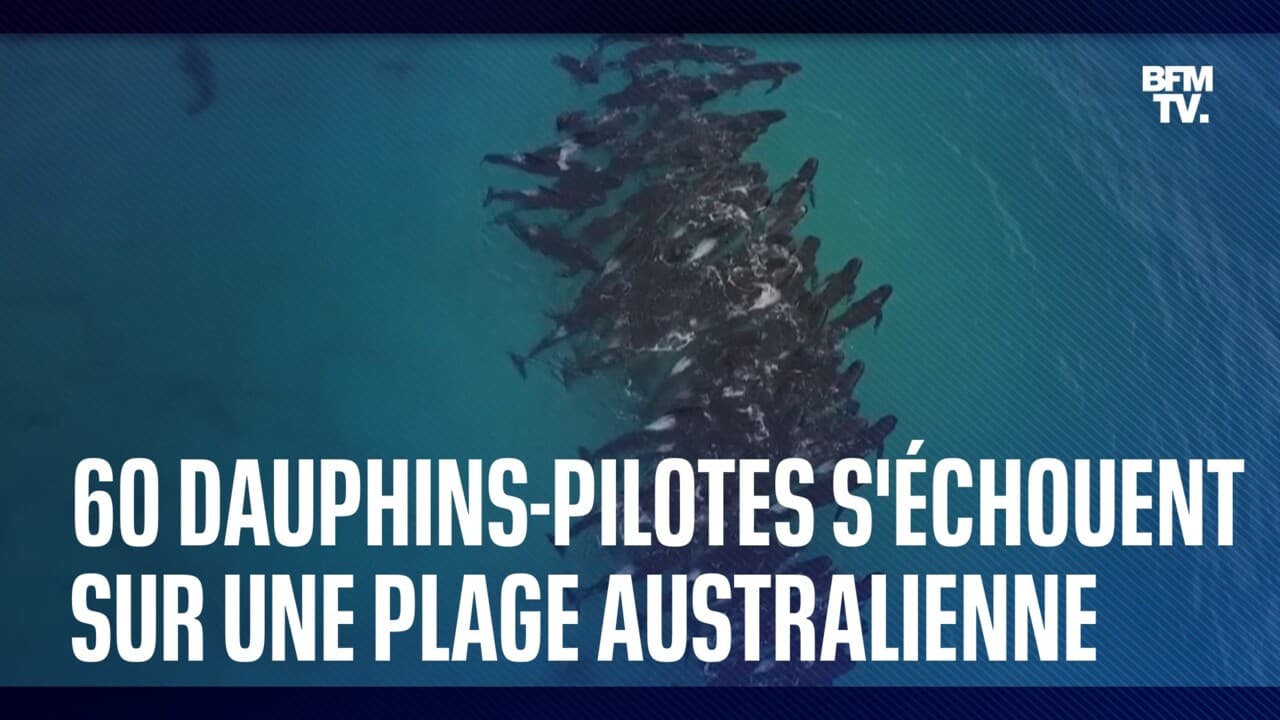 60 dauphins-pilotes s'échouent sur une plage australienne