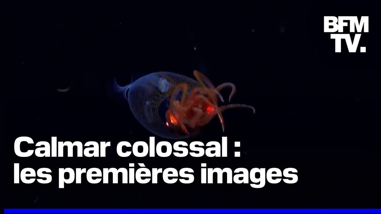 Un calmar colossal filmé pour la première fois dans son milieu naturel