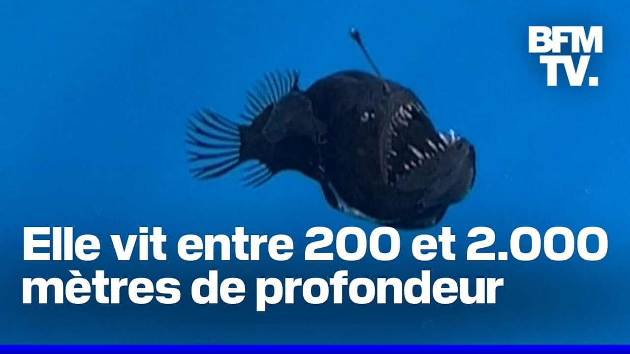 Une baudroie abyssale aperçue au large de Tenerife