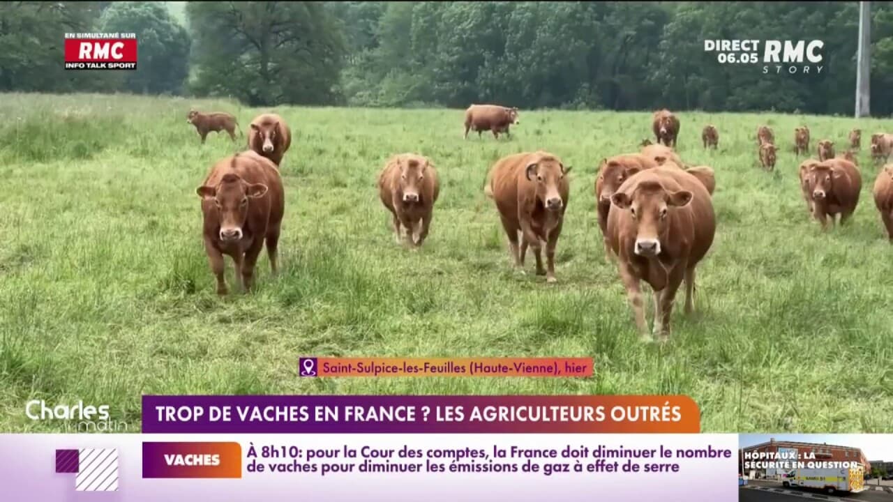 Trop de vaches en France: les agriculteurs outrés