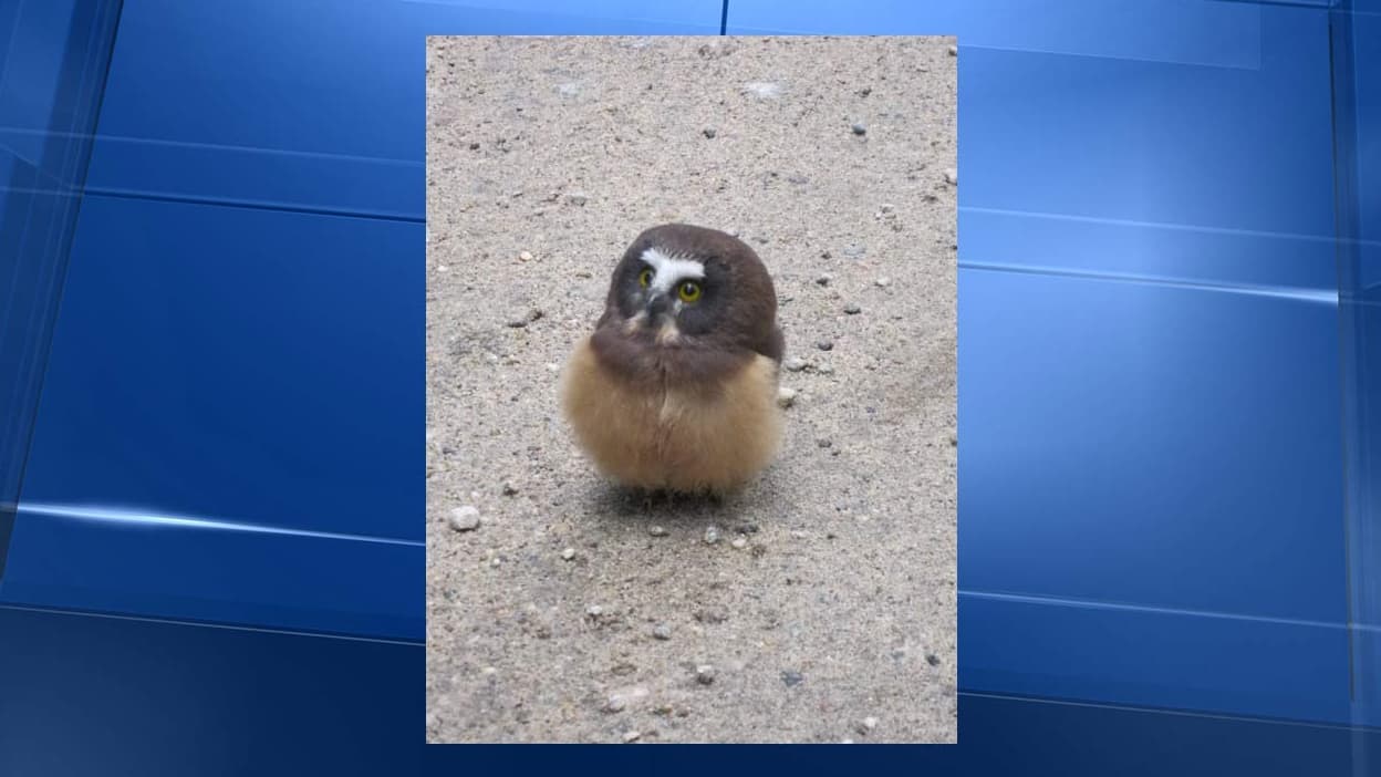 VIDEO. L'étonnante rencontre entre un shérif et un bébé hibou