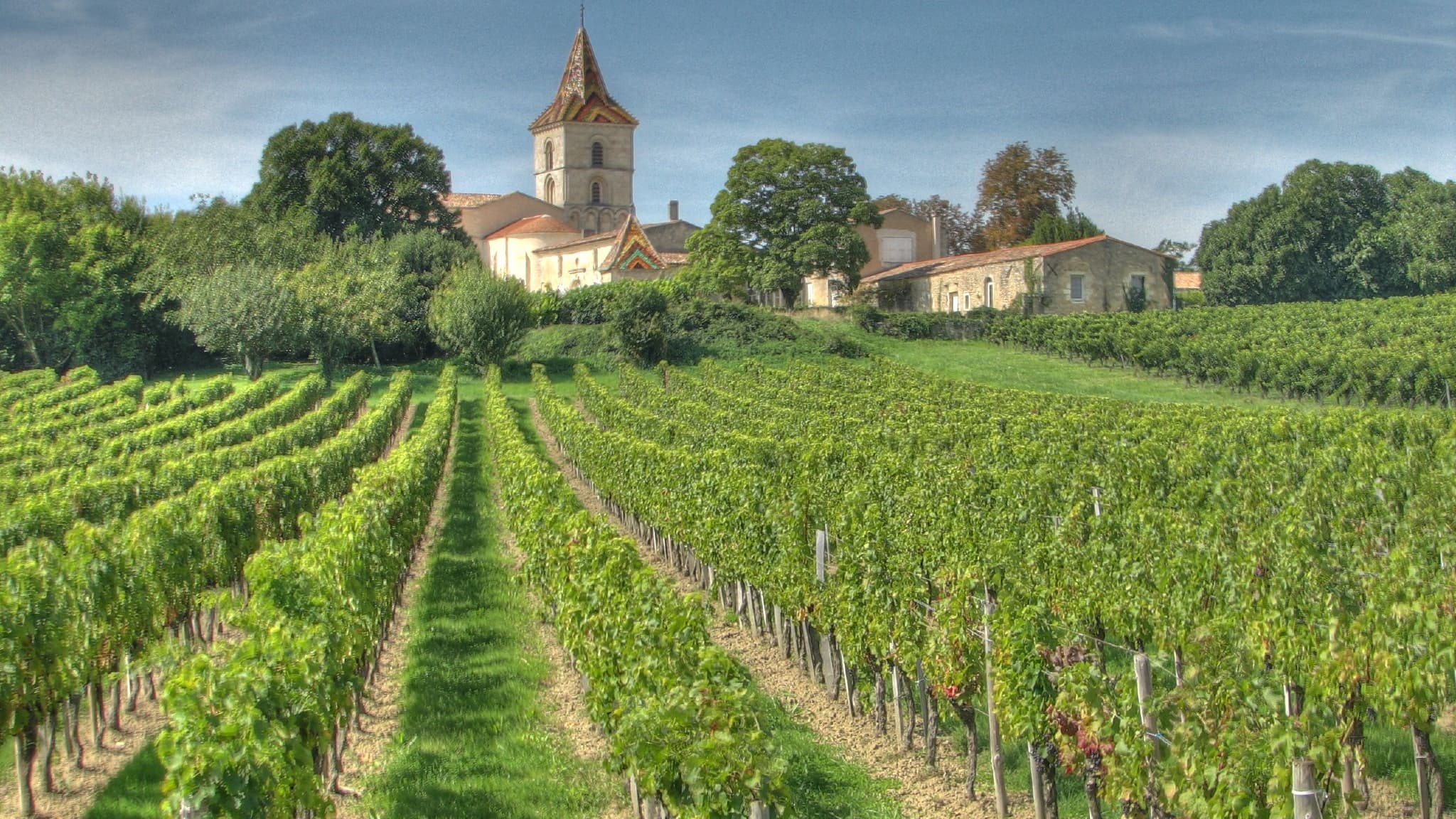 Les bons conseils pour planter de la vigne