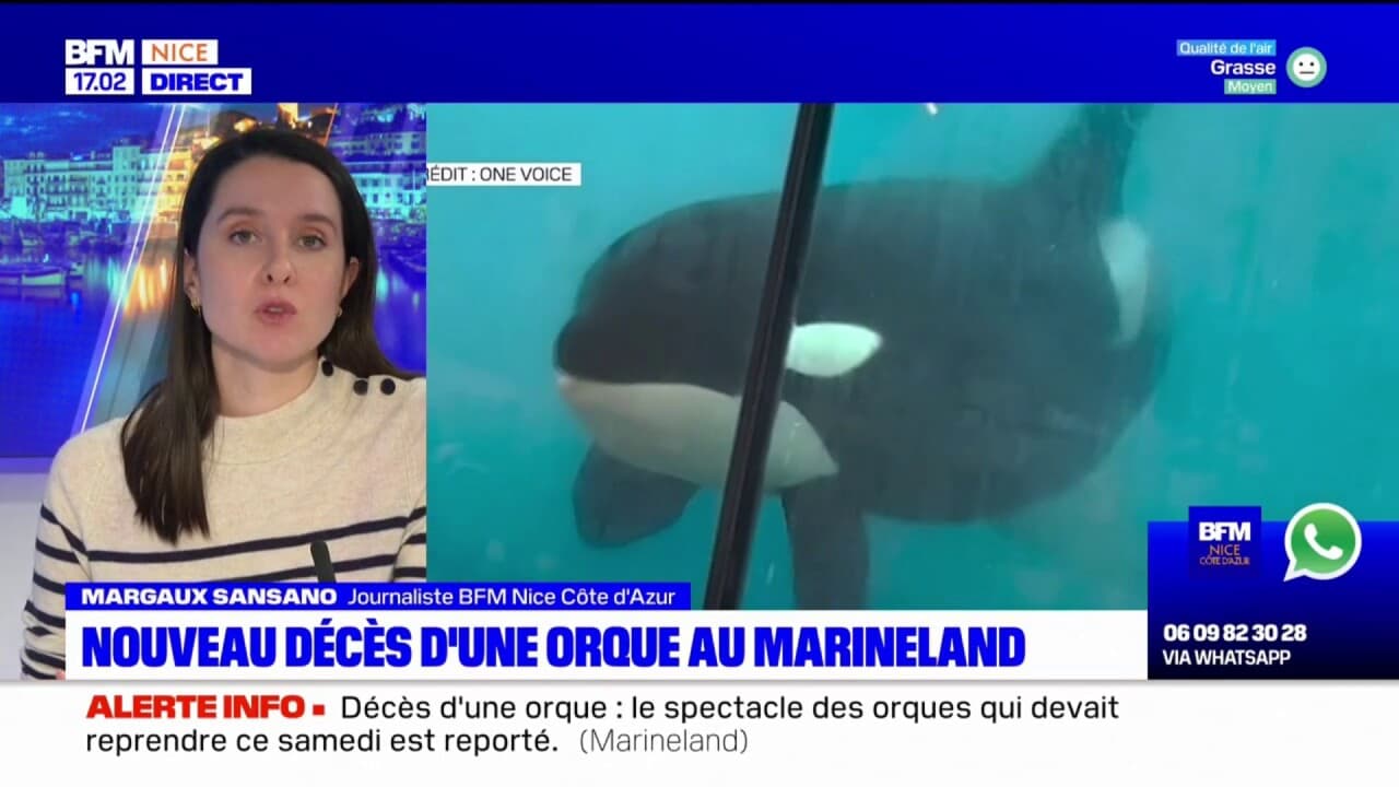 Marineland: une orque est morte à Antibes, la deuxième en cinq mois