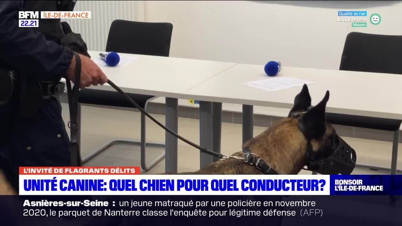 Quels sont les chiens de l'unité canine du 77