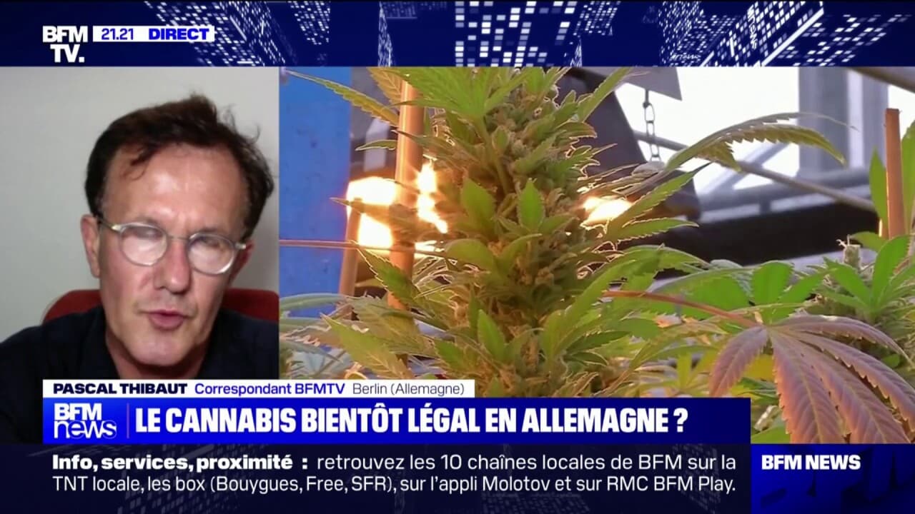 Allemagne: un projet de loi encadrant l'achat et la culture du cannabis ... Allemagne: un projet de loi encadrant l'achat et la culture du cannabis ...