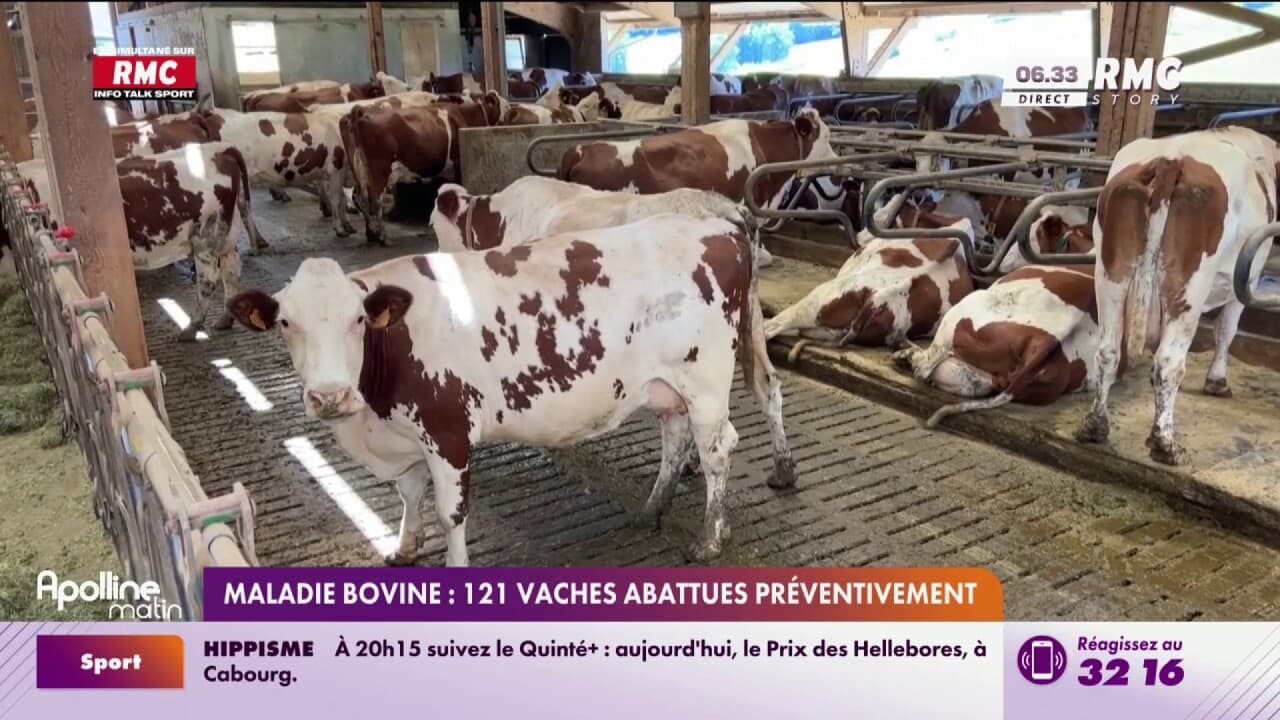 Maladie bovine: 121 vaches abattues préventivement