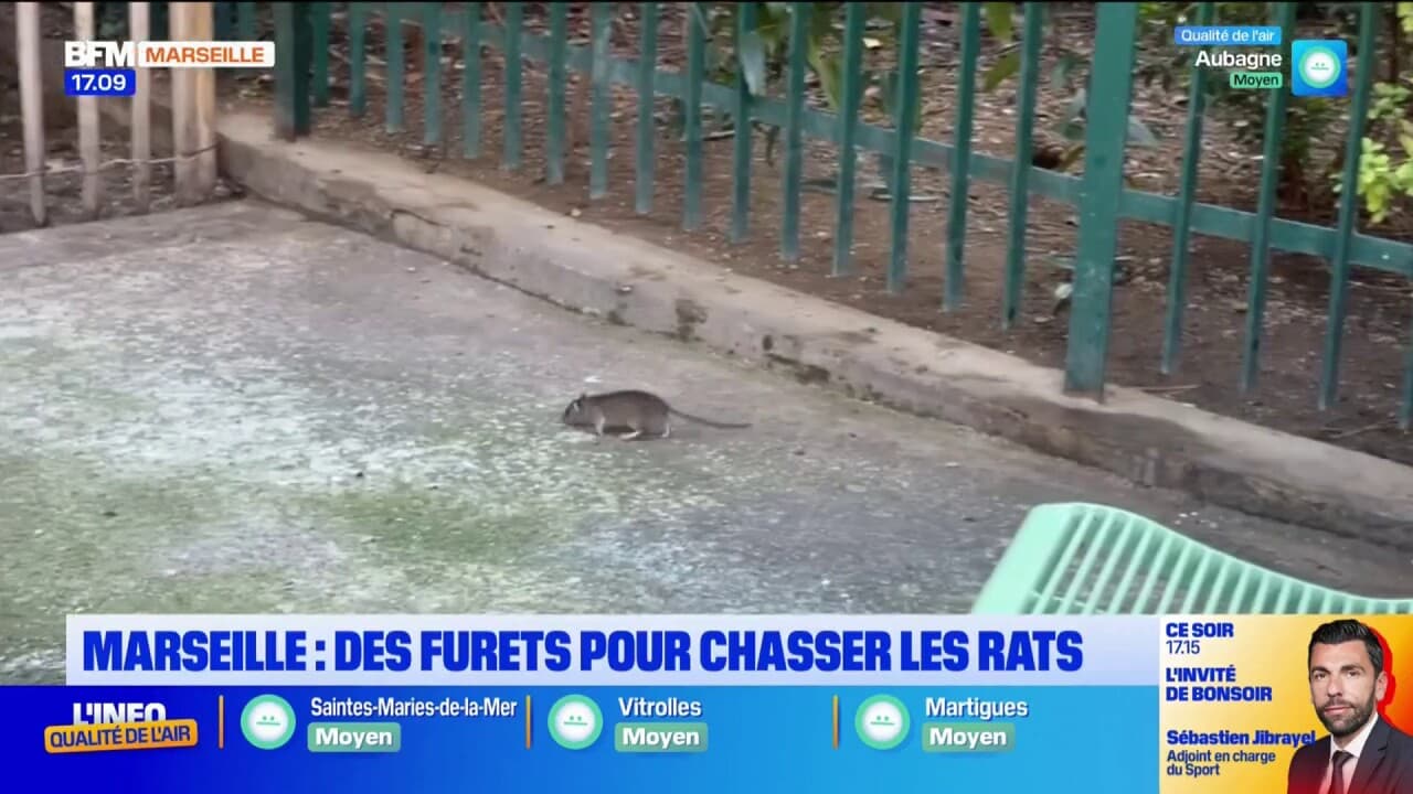Marseille: des furets pour chasser les rats