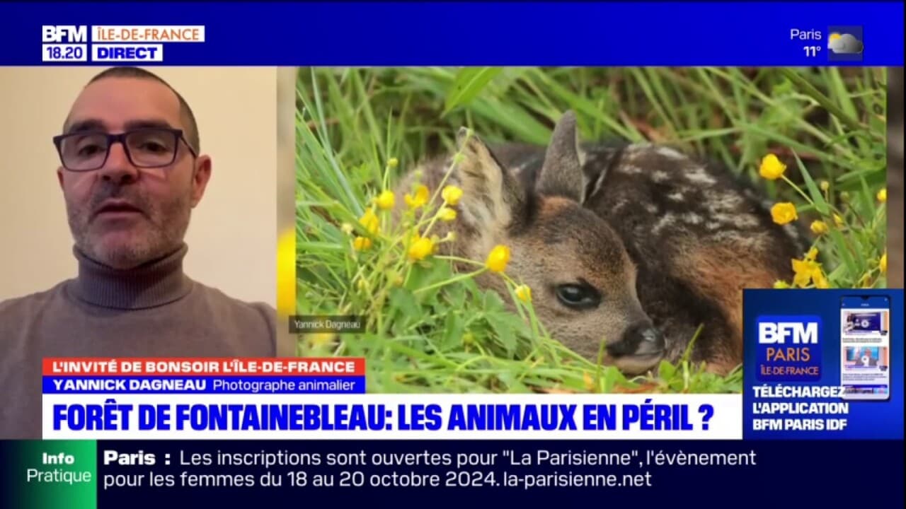 Fontainebleau: "les animaux disparaissent de la forêt", notamment en ...